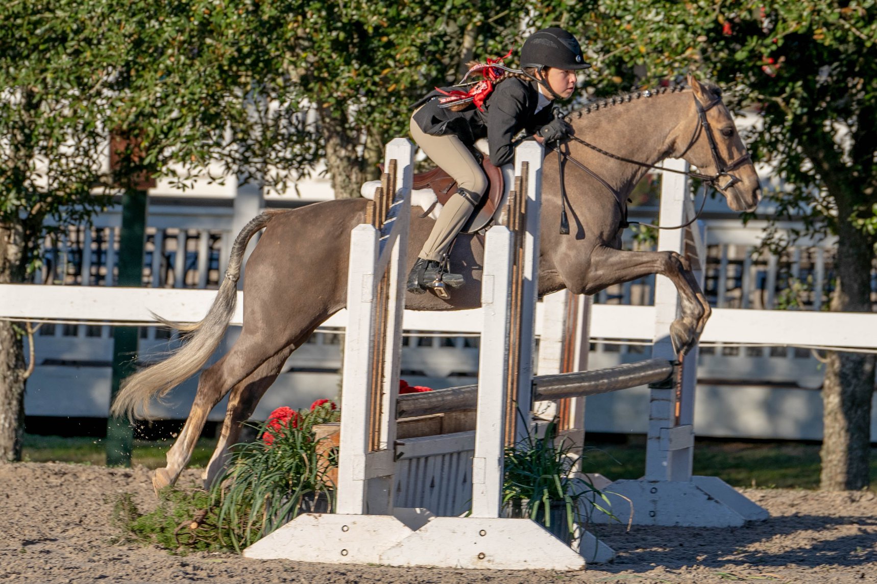 Horse Shows - Edgebrook Equestian Center