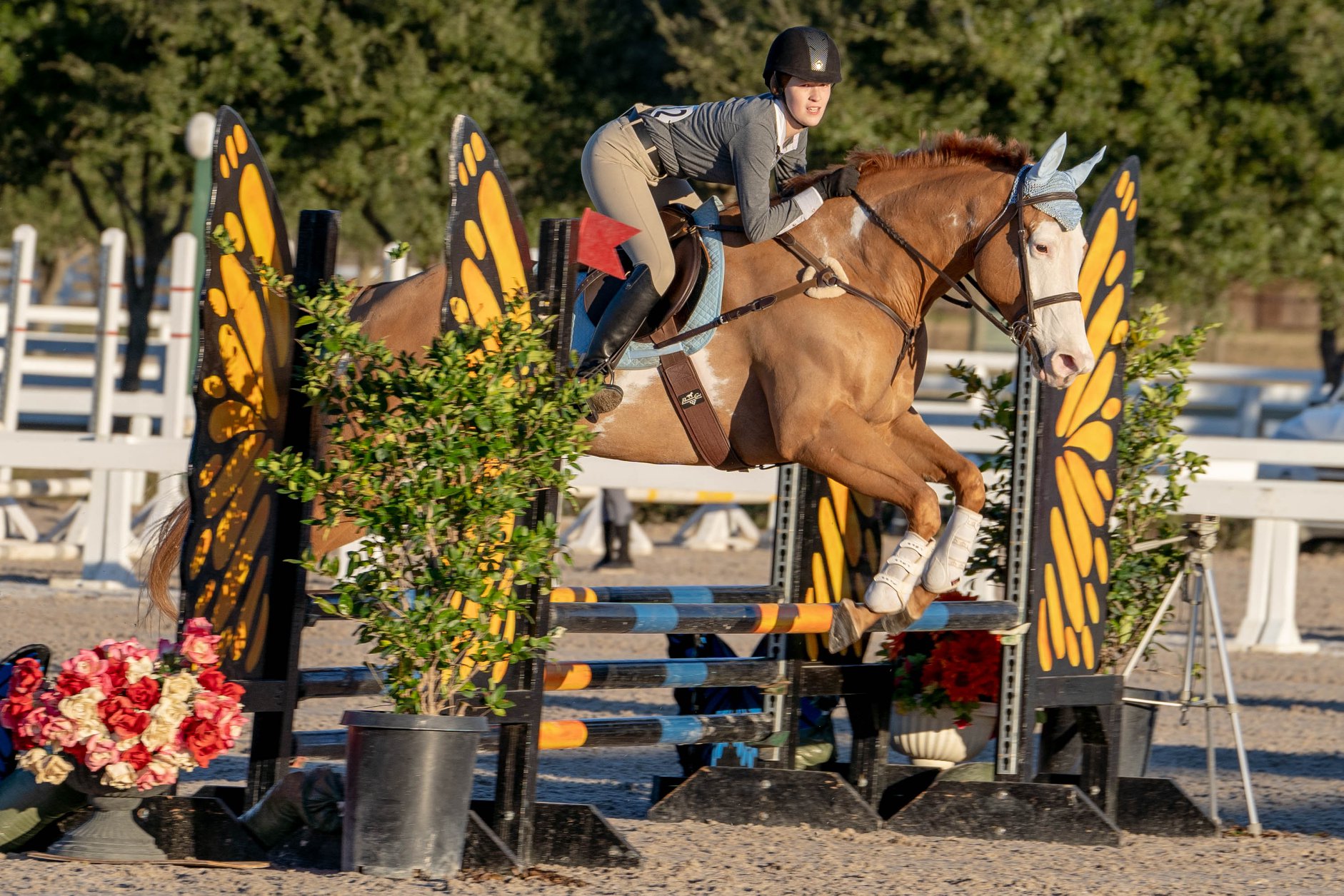3 Ways to make your summer ALL ABOUT HORSES! - Edgebrook Equestian Center